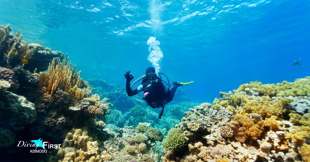 Scuba Diving Basics for Beginners | Diving FIRST Komodo
